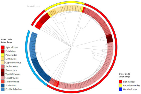 Enterococcal Phages: Food and Health Applications