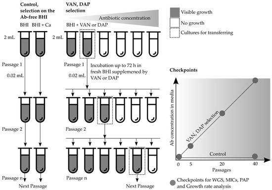 Adaptive Laboratory Evolution of Staphylococcus aureus Resistance to ...