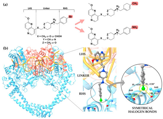 Exploring Alternative Pathways to Target Bacterial Type II ...