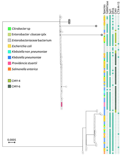 Genome-Based Retrospective Analysis of a Providencia stuartii Outbreak ...