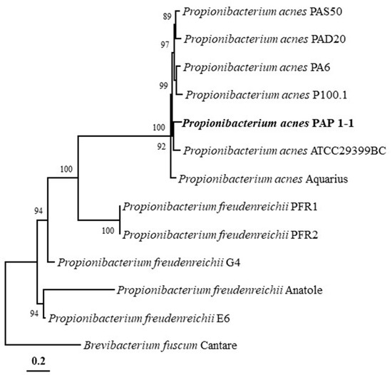 Cutibacterium acnes KCTC 3314 Growth Reduction with the Combined Use of ...