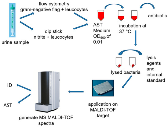 Rapid Antibiotic Susceptibility Testing of Gram-Negative Bacteria ...