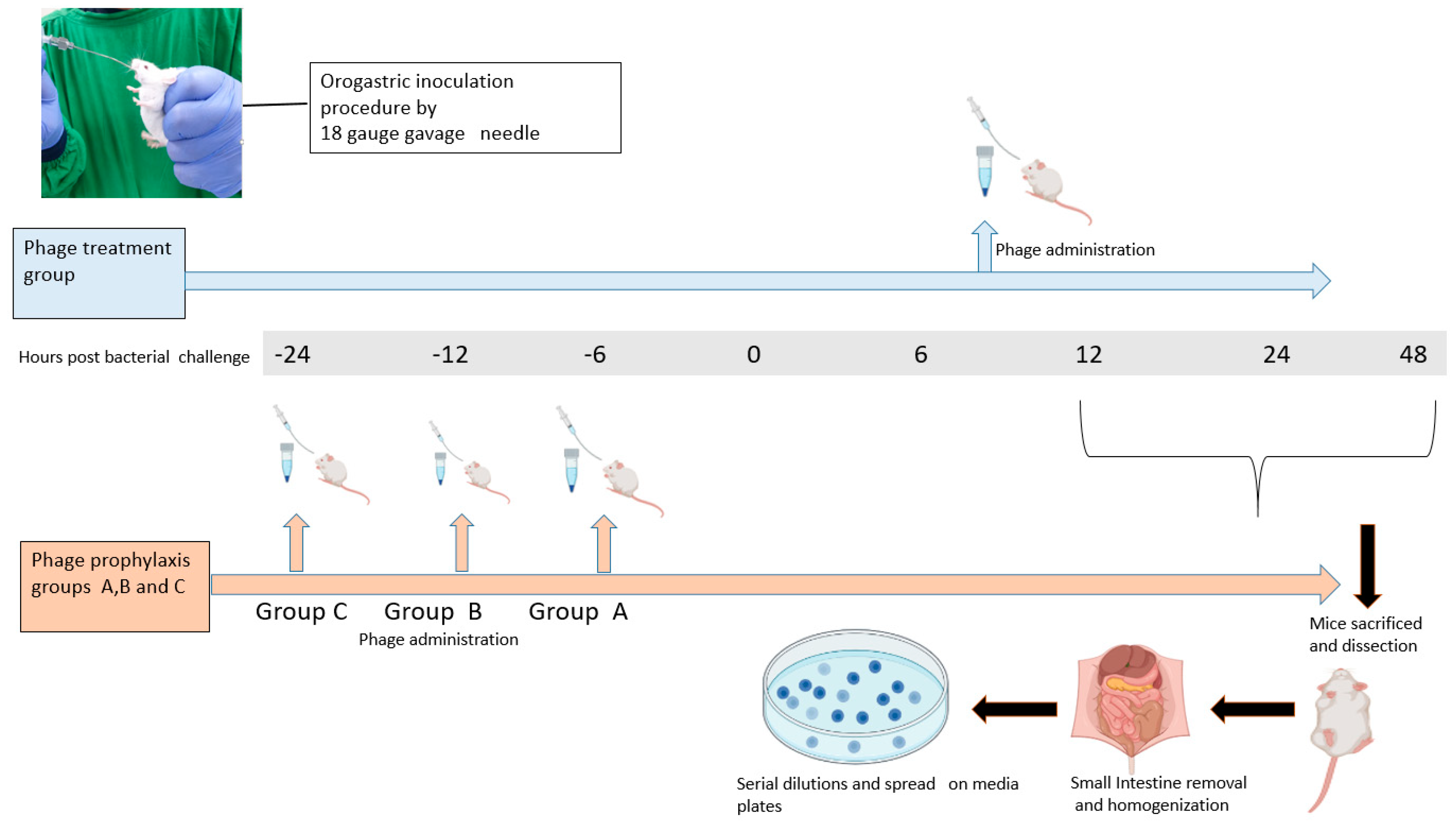 Vibrio Cholerae Diagram Vibrio Cholerae Diagram