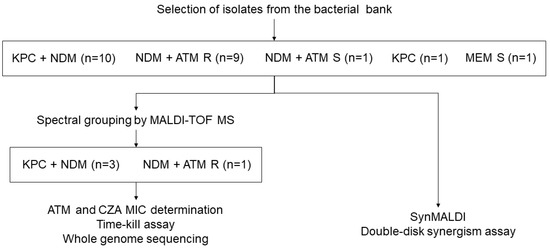 Evaluation of Aztreonam and Ceftazidime/Avibactam Synergism against ...