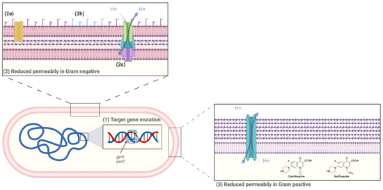 Updated Review on Clinically-Relevant Properties of Delafloxacin