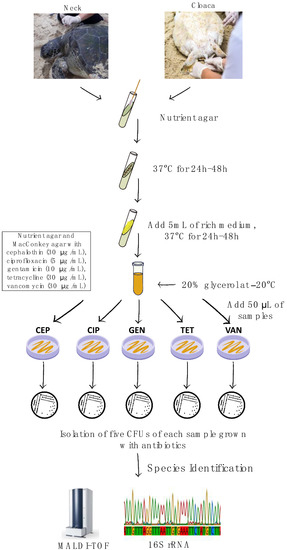 Antimicrobial-Resistant Bacteria from Free-Living Green Turtles ...