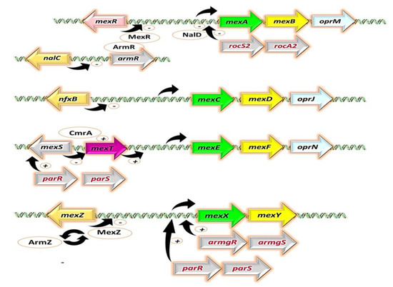 Antibiotics | Free Full-Text | The Art of War with Pseudomonas ...