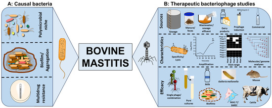 Bacteriophage Therapy to Control Bovine Mastitis: A Review