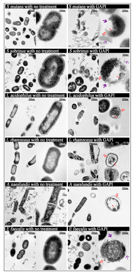 Antibacterial Properties of the Antimicrobial Peptide Gallic Acid ...