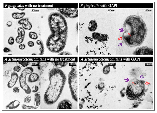 Antibacterial Properties of the Antimicrobial Peptide Gallic Acid ...