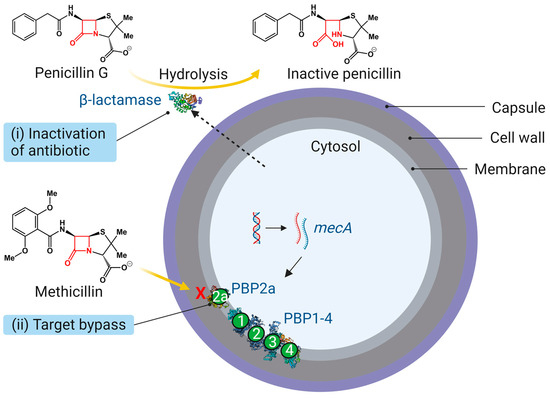 Molecular Determinants of β-Lactam Resistance in Methicillin-Resistant Staphylococcus aureus ...