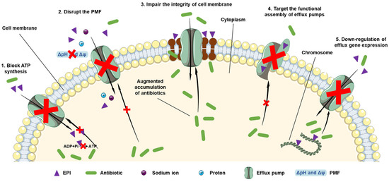 Advances in the Discovery of Efflux Pump Inhibitors as Novel ...