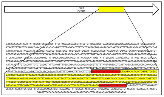 Prevalence and Phylogenetic Analysis of Lipoprotein-Gene ragB-1 of ...