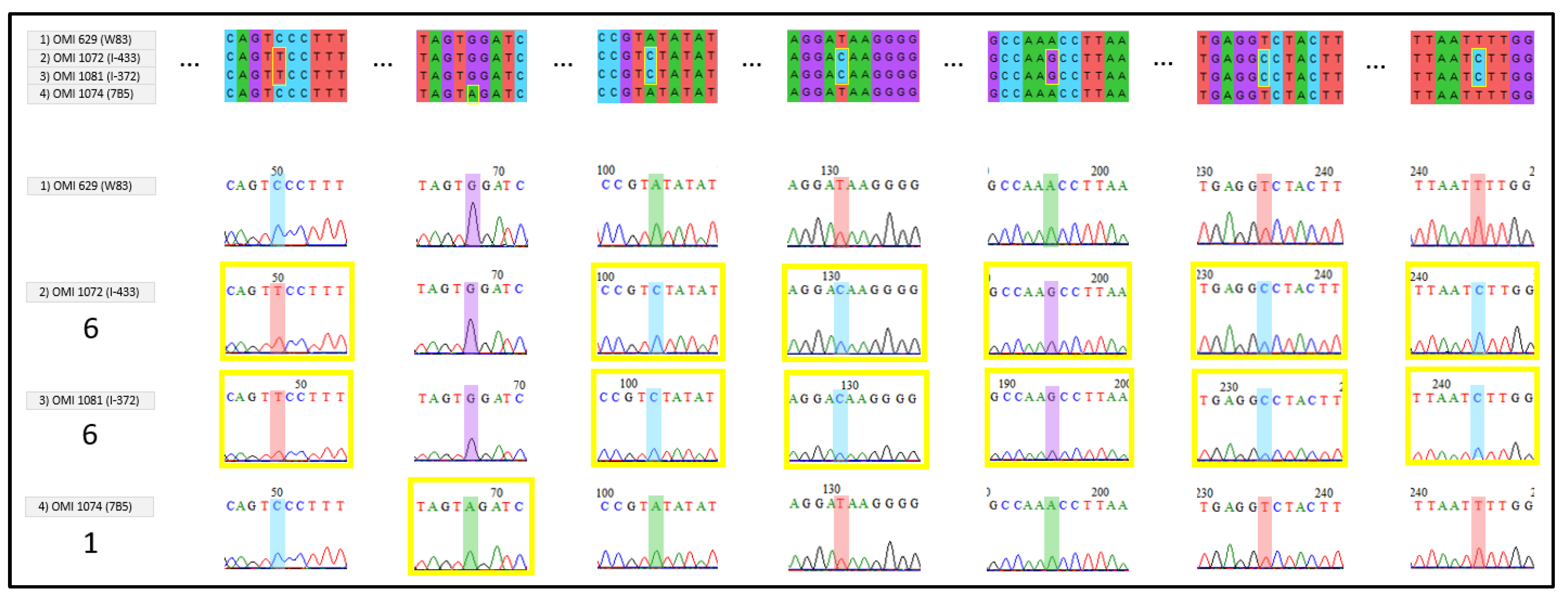 Prevalence and Phylogenetic Analysis of Lipoprotein-Gene ragB-1 of ...