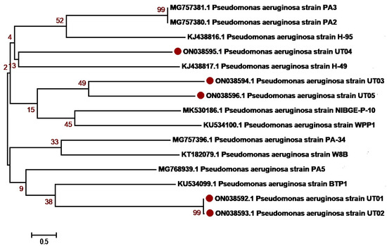 Antibiotic Resistance Profiling and Phylogenicity of Uropathogenic ...
