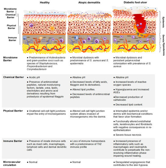 Staphylococcus aureus Adaptation to the Skin in Health and Persistent ...