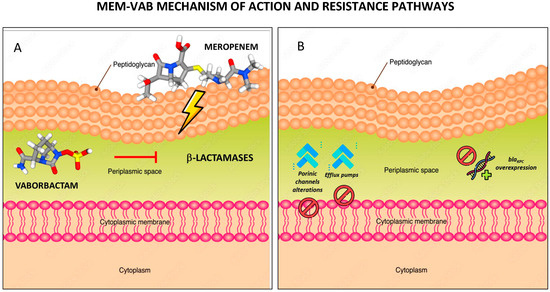 Ceftazidime/Avibactam and Meropenem/Vaborbactam for the Management of ...