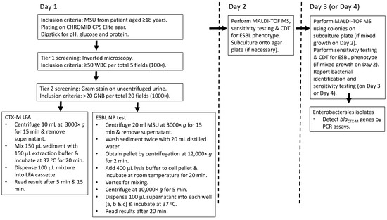 Evaluation of Two Tests for the Rapid Detection of CTX-M Producers ...