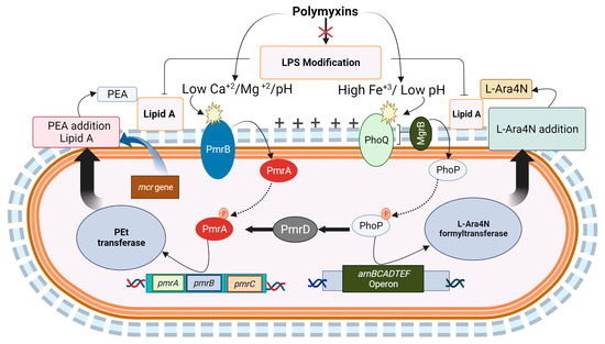 A Review of Resistance to Polymyxins and Evolving Mobile Colistin ...