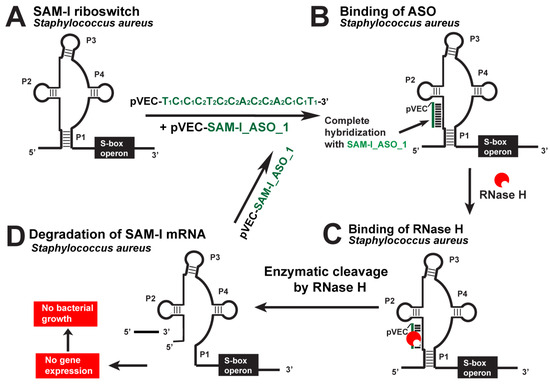 Antibiotics | Free Full-Text | Targeting FMN, TPP, SAM-I, and glmS ...