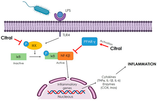 Mechanisms and Applications of Citral’s Antimicrobial Properties in ...