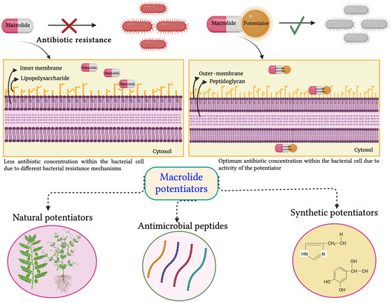 Antibiotic Potentiation as a Promising Strategy to Combat Macrolide ...