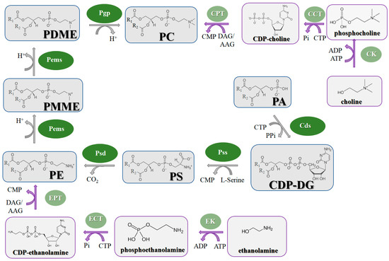 Lipid-Centric Approaches in Combating Infectious Diseases ...
