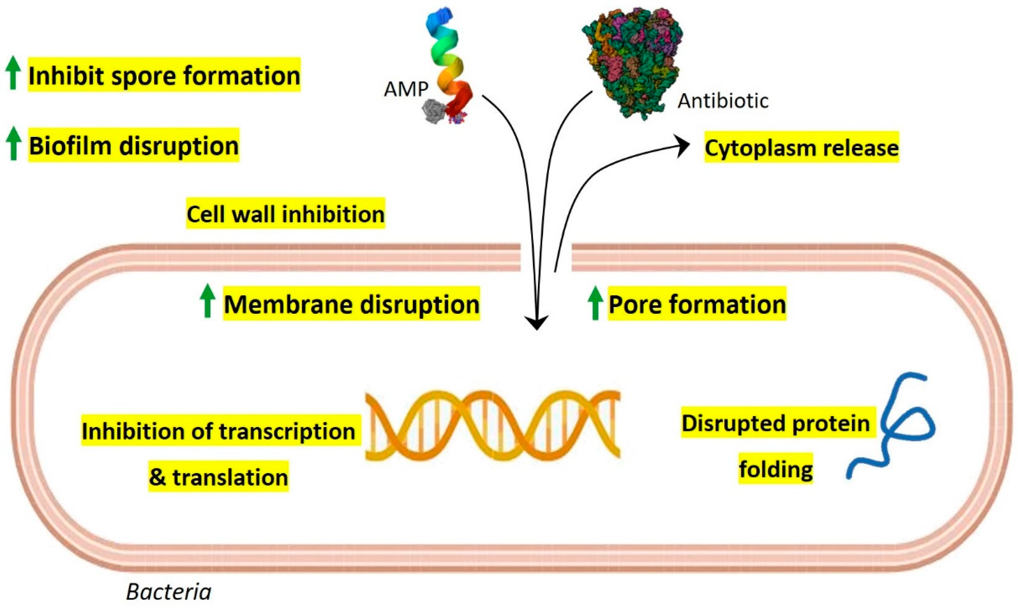 Gut-Antimicrobial Peptides: Synergistic Co-Evolution with Antibiotics ...
