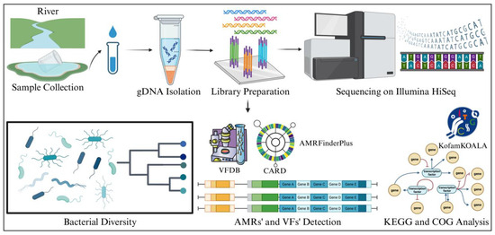 Unveiling the Microbiome Landscape: A Metagenomic Study of Bacterial ...