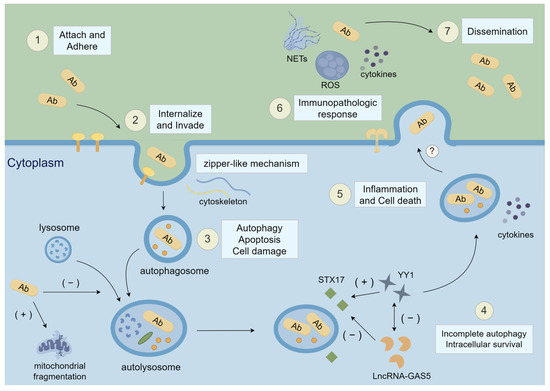 Virulence Factors and Pathogenicity Mechanisms of Acinetobacter baumannii in Respiratory ...