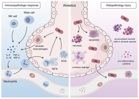 Virulence Factors and Pathogenicity Mechanisms of Acinetobacter ...
