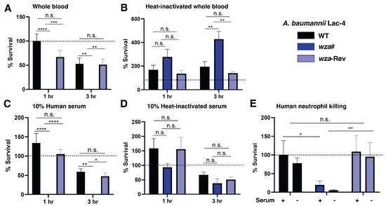 Exploring Roles of the Polysaccharide Capsule in Pathogenesis of ...