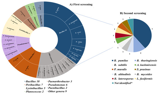 Searching for Antimicrobial-Producing Bacteria from Soils through an ...