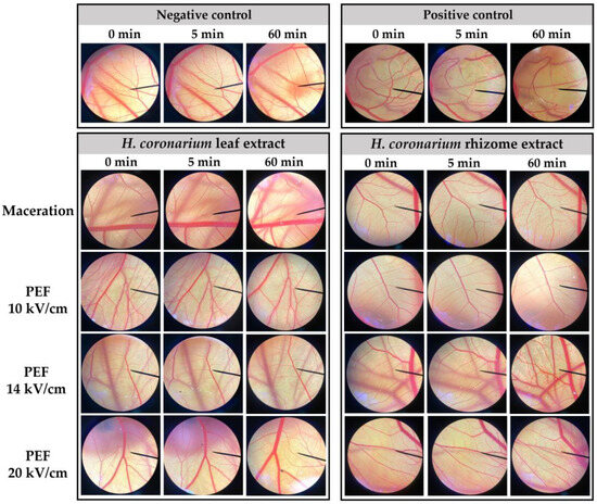 Antimicrobial Properties Related to Anti-Acne and Deodorant Efficacy of ...