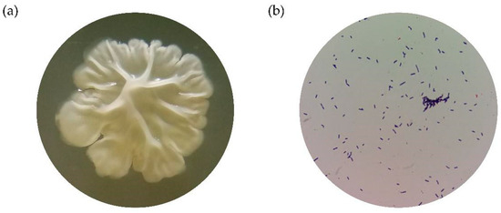 Antimicrobial Activity of Bacillus amyloliquefaciens BS4 against Gram ...