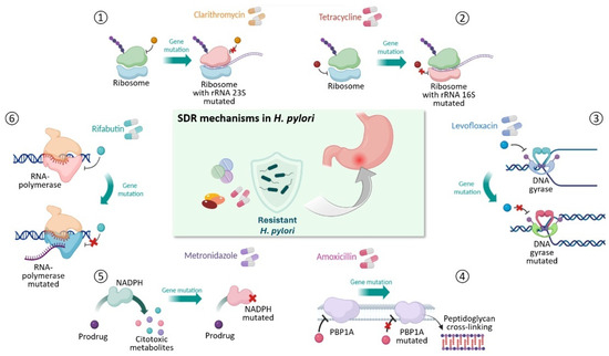 Change in Diagnosis of Helicobacter pylori Infection in the Treatment ...