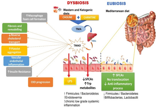 Antibiotics | Free Full-Text | The Role of Gut Microbiota in the ...