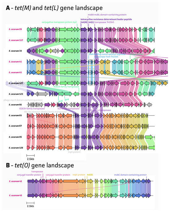 The Genetic Landscape of Antimicrobial Resistance Genes in Enterococcus ...