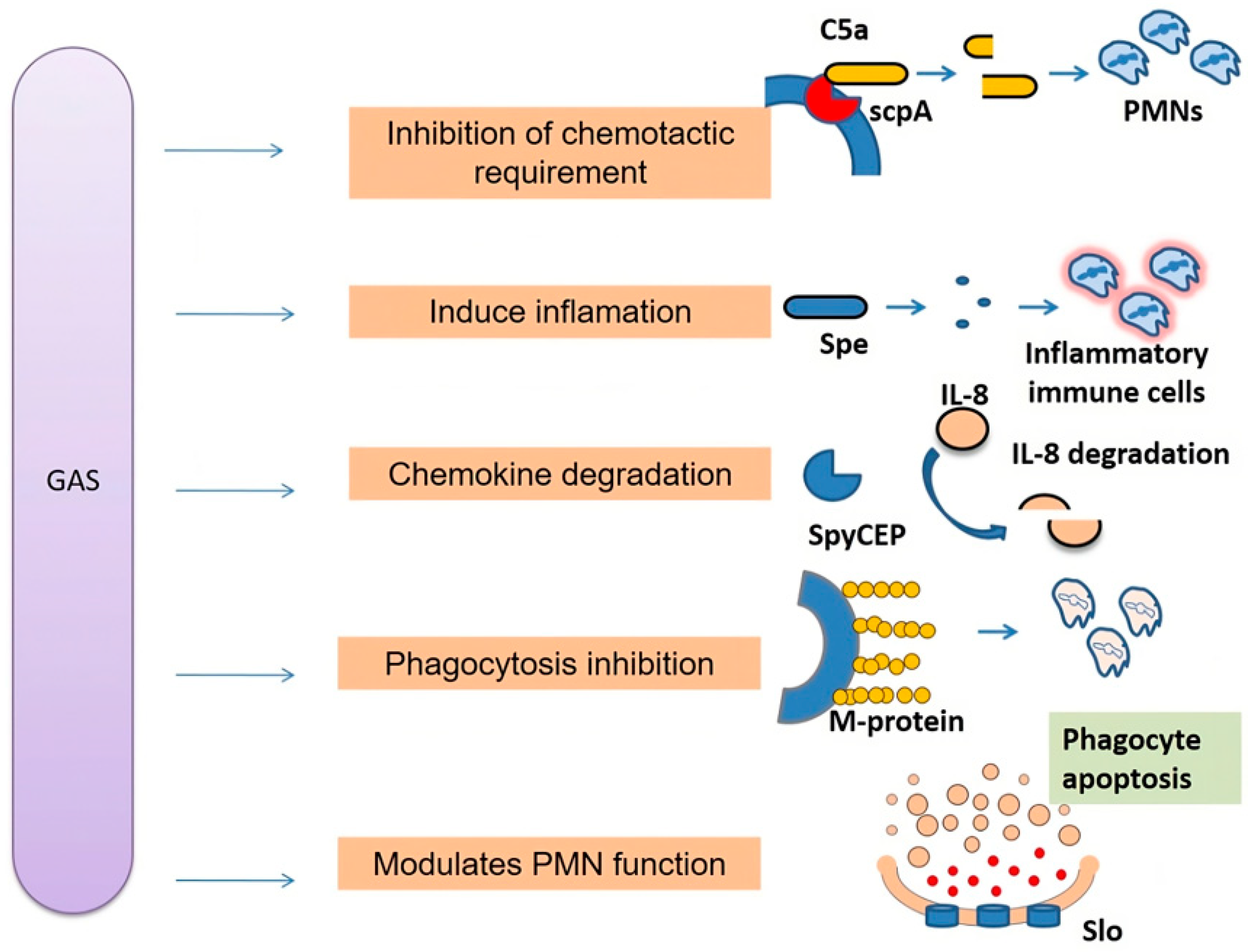 AMPs as Host-Directed Immunomodulatory Agents against Skin Infections ...