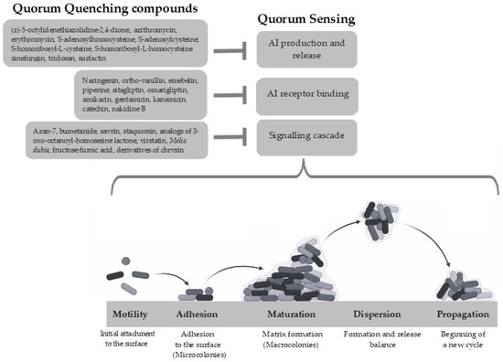 Antibiotics | Free Full-Text | Quorum Quenching Approaches against ...