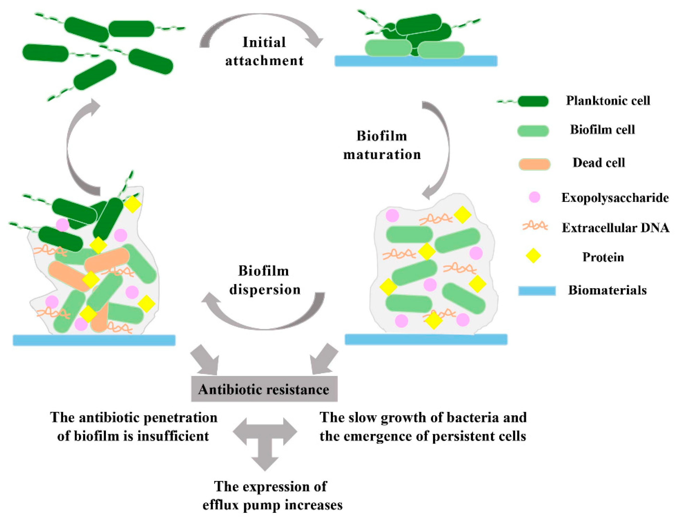 Medical Device-Associated Infections Caused by Biofilm-Forming Microbial Pathogens and ...