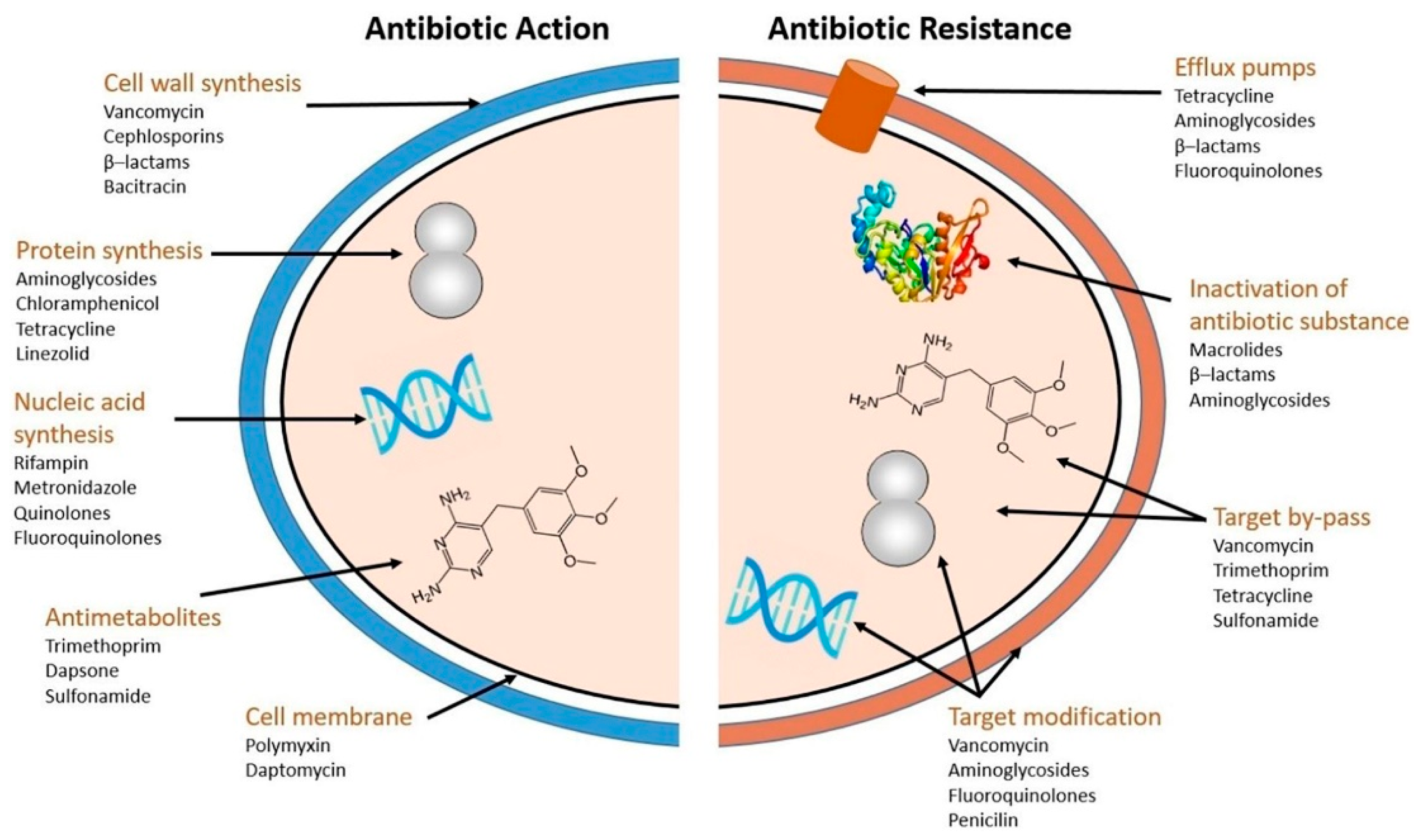 Antibiotics | Free Full-Text | Medical Device-Associated Infections Caused by Biofilm-Forming ...
