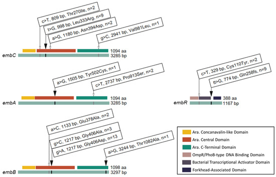 Mutations in embB406 Are Associated with Low-Level Ethambutol ...