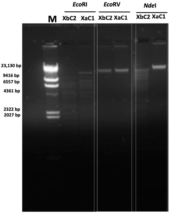 Isolation and Characterization of Two Novel Genera of Jumbo ...