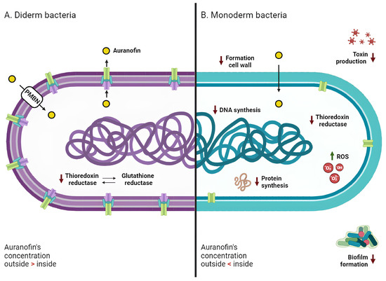 The Many Lives of Auranofin: How an Old Anti-Rheumatic Agent May Become ...
