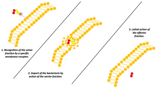Classification and Multi-Functional Use of Bacteriocins in Health ...