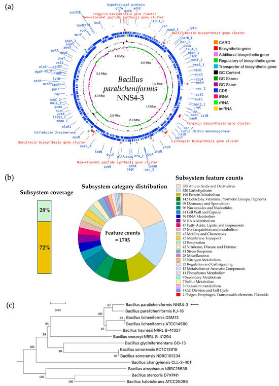 A Novel Bacitracin-like Peptide from Mangrove-Isolated Bacillus ...