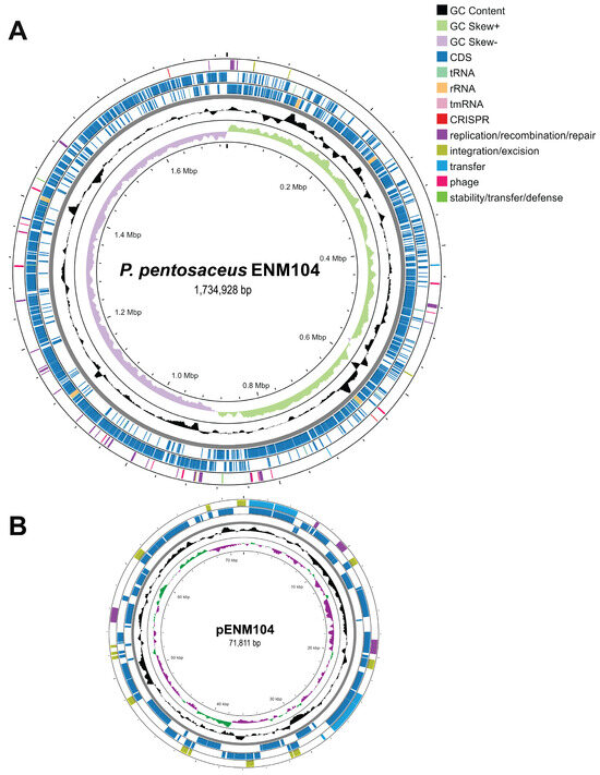 Genomic Insights into Pediococcus pentosaceus ENM104: A Probiotic with ...