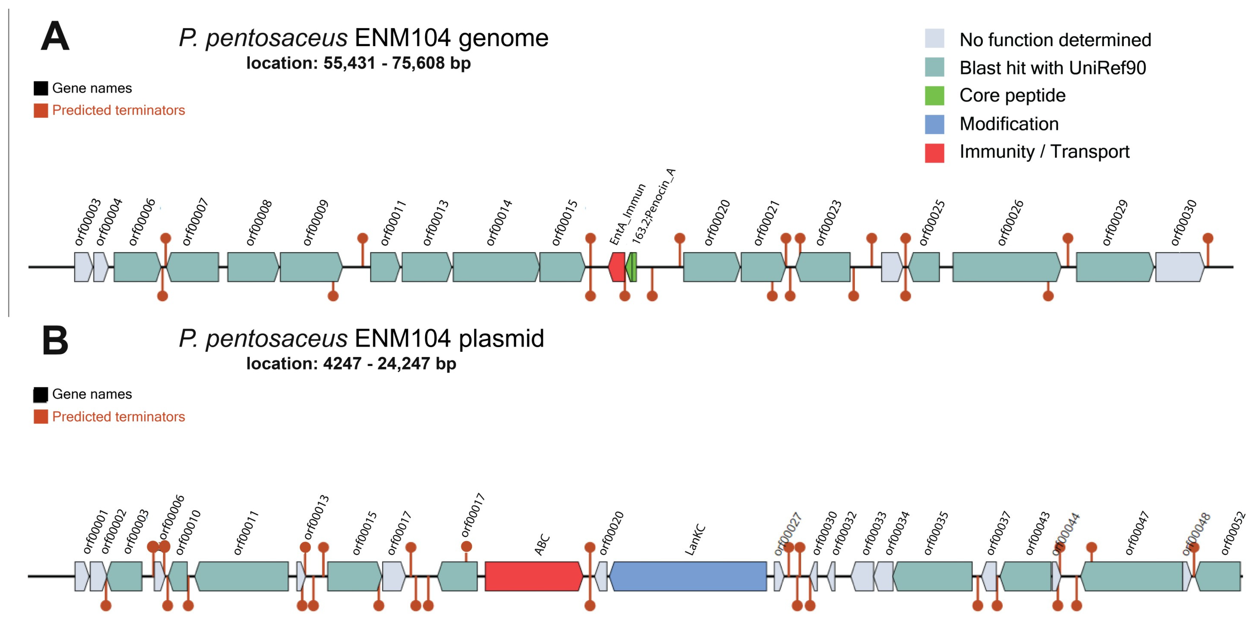 Genomic Insights into Pediococcus pentosaceus ENM104: A Probiotic with ...