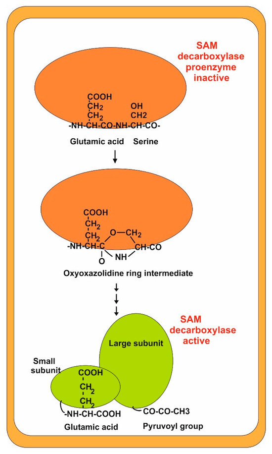 Diamine Fungal Inducers of Secondary Metabolism: 1,3-Diaminopropane and ...